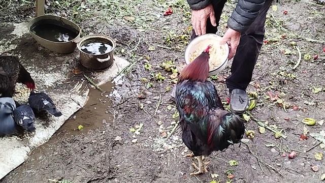 Дружно голуби с курами едят)