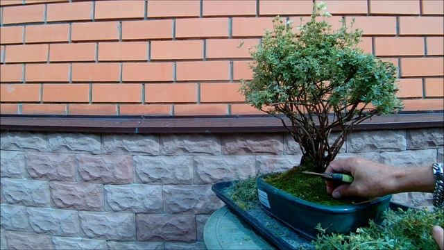 БонZай Лапчатка небольшое формирование лето 2025 год