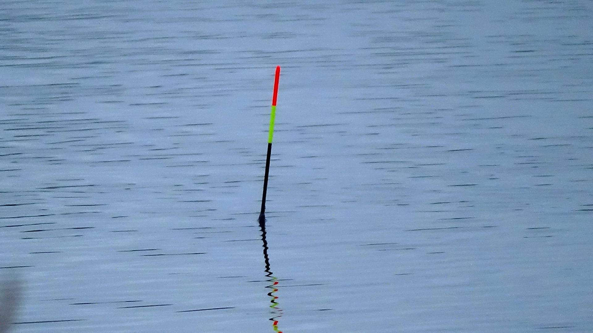 Рыбалка на поплавок 27 октября на плотву и краснопёрку с настила через тростник - мотыль рулит