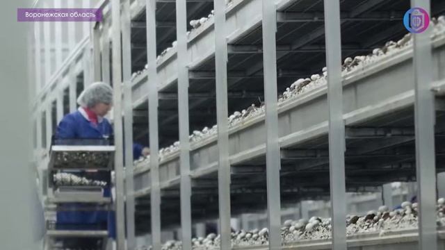 Когнитивная Витаминка №280