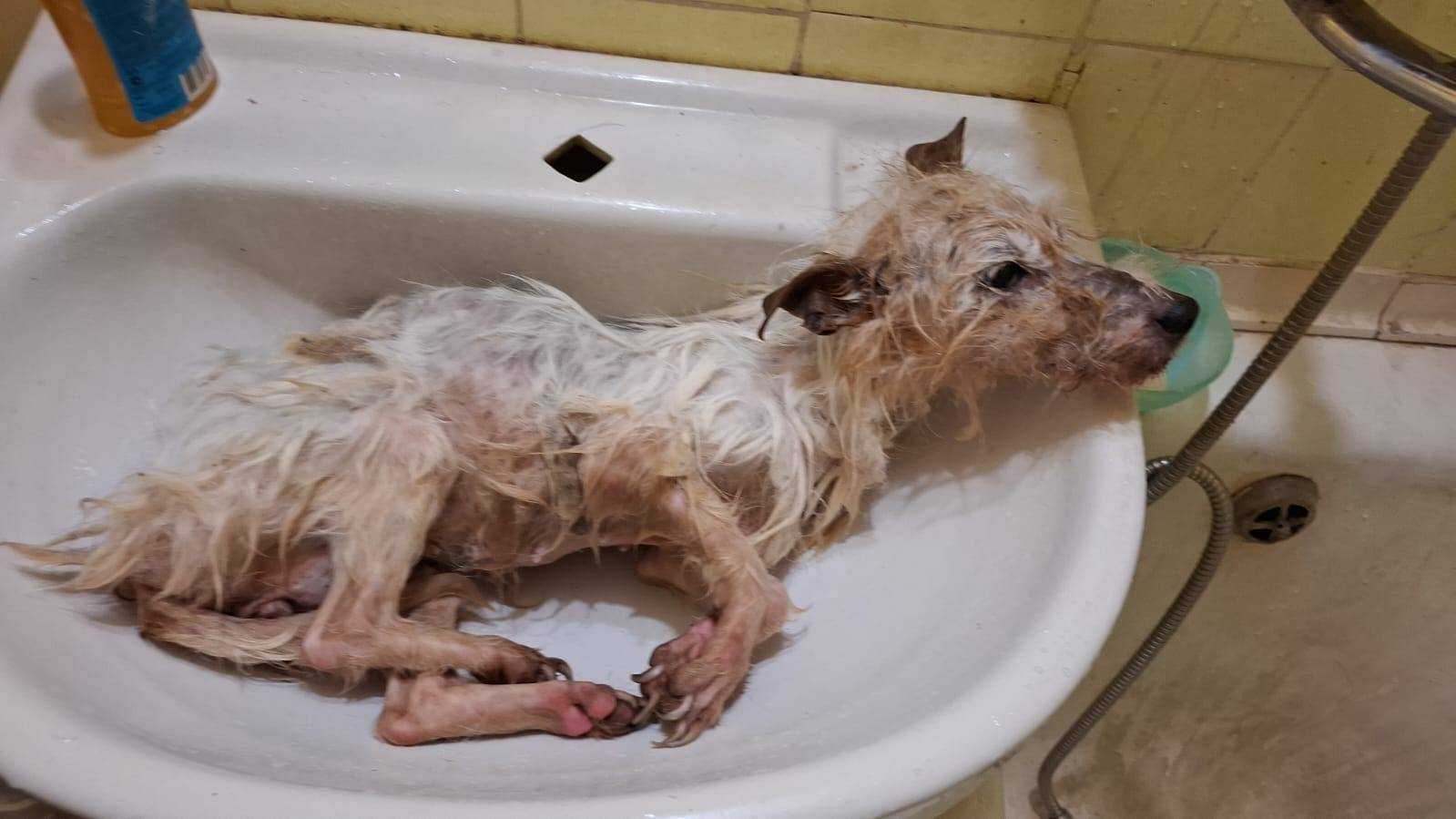 Подобрали крошечку-старушечку