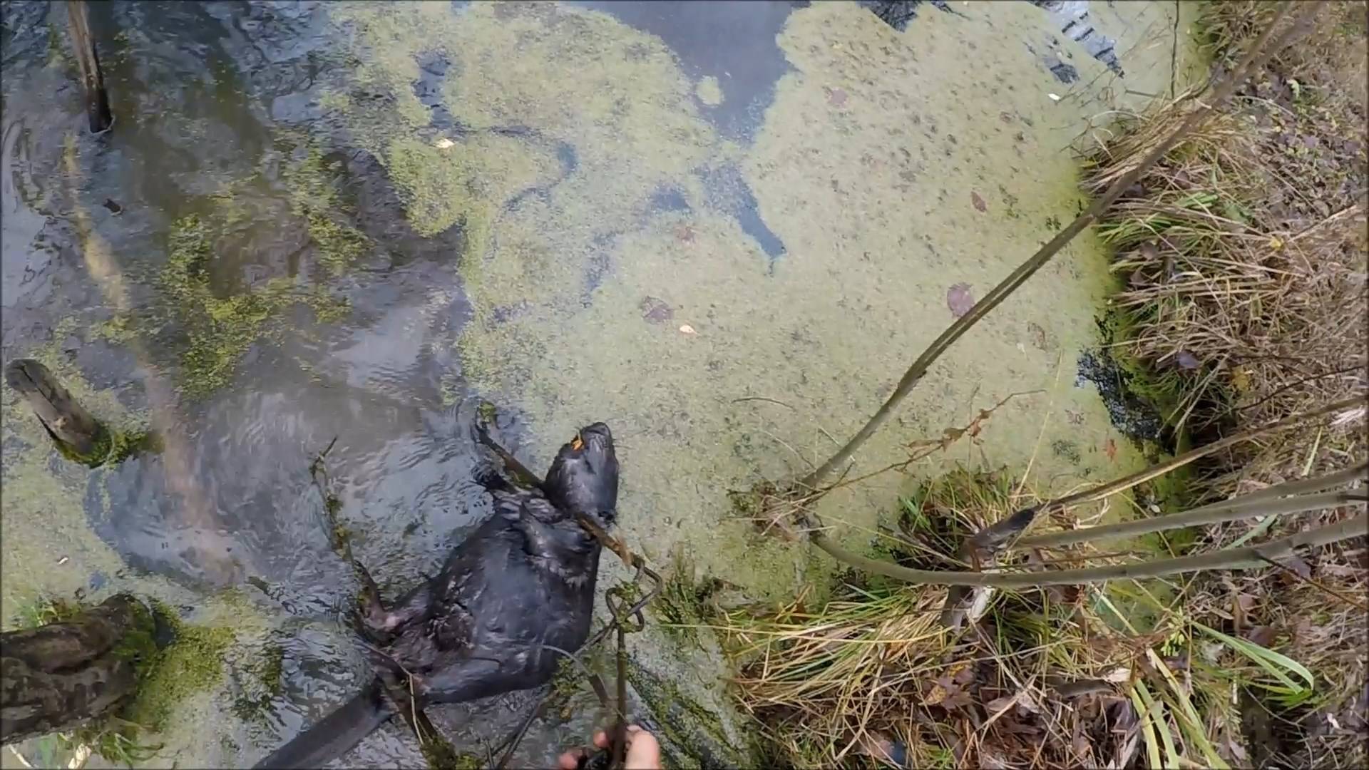 Охота на бобра. Бобр в капкане КП 600Х320(Будни охотника и рыбака)