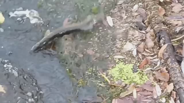 Рефтинское водохранилище.
Конец  Октября . Щука и окунь .