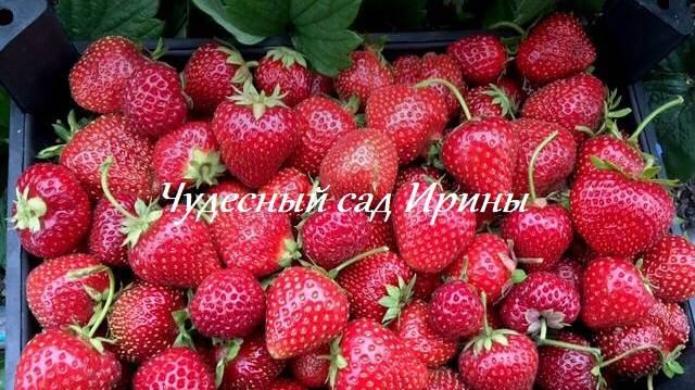 Чудесный сад Ирины. Земляника садовая крупноплодная Сирия