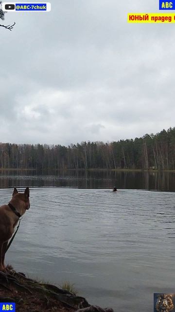 Мирончело в лесу 29.10.2025 #мироша #юныйпрадедбодрыйдед #авсарх