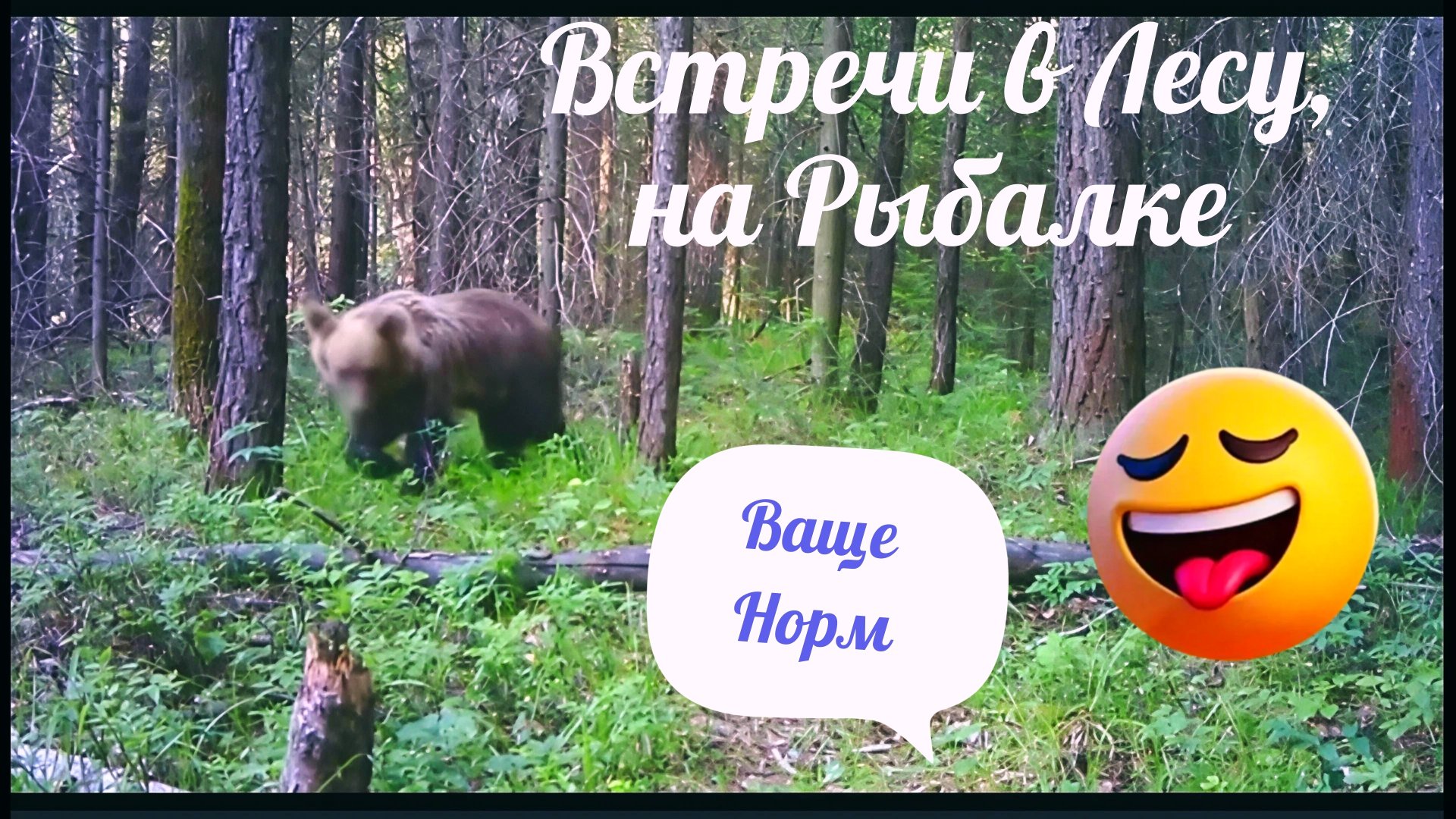 Что я увидел в Лесу на рыбалке за Осень.