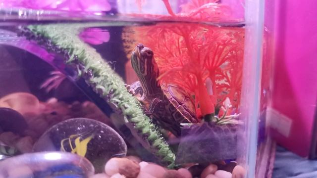 Манго! Черепашка