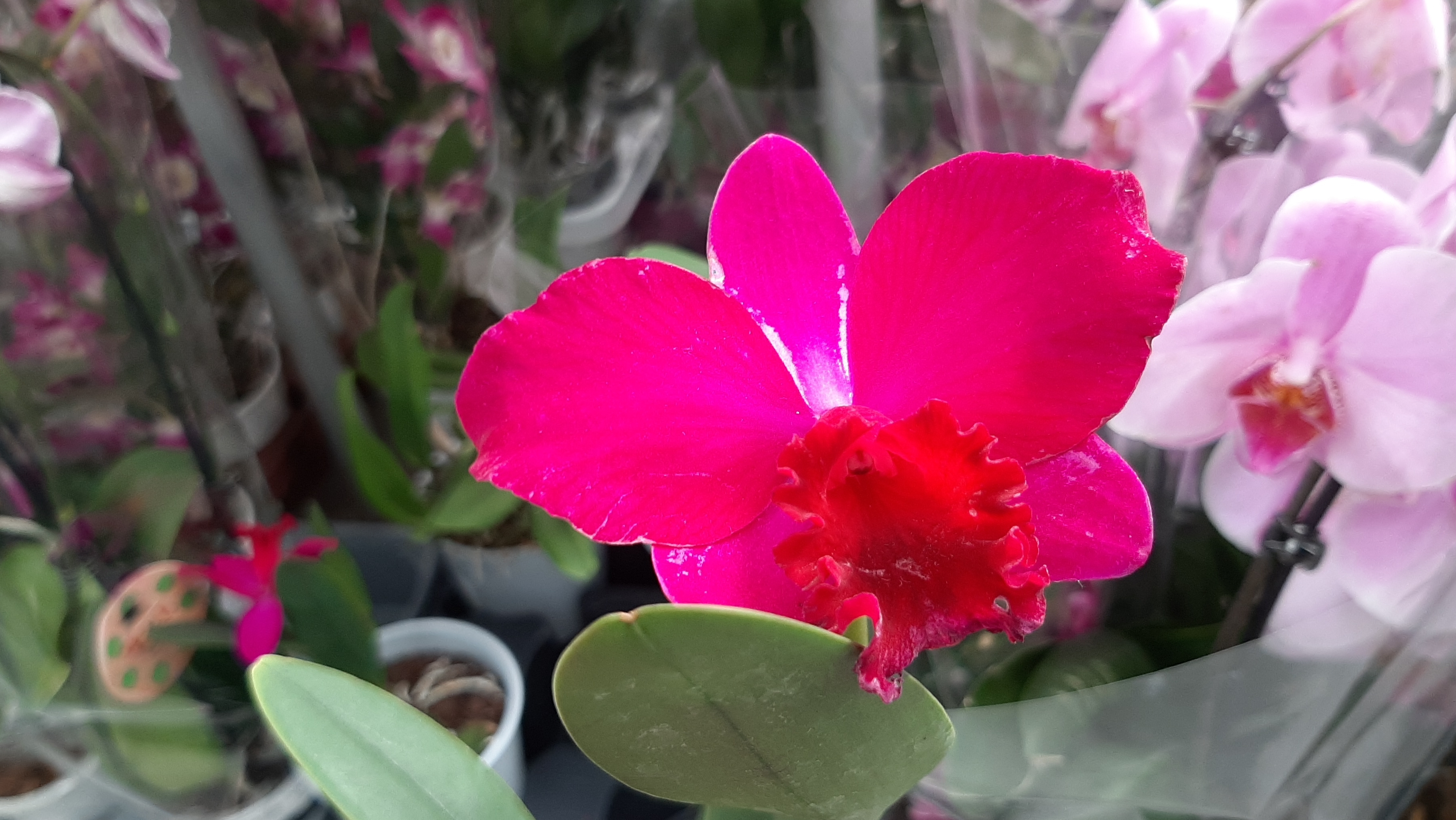 29.10.2025г. Обзор орхидей в с/ц Планета лета.