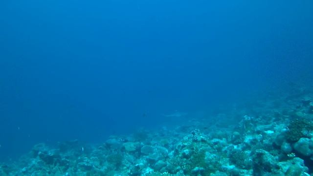 акула, дайвинг на Мальдивах