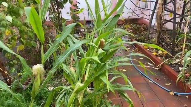 Жизнь в земле и на Земле. Часть первая.