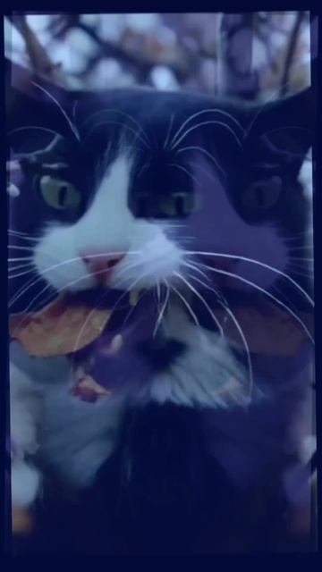 Доброе утро с котами царями 👍💯😻#утро