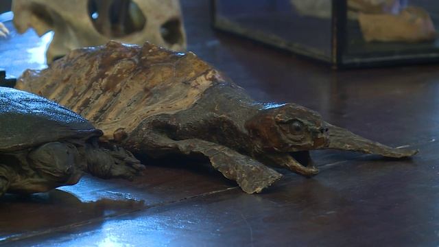 Между прочим. Гадский вопрос. Черепахи – это миролюбивые животные?