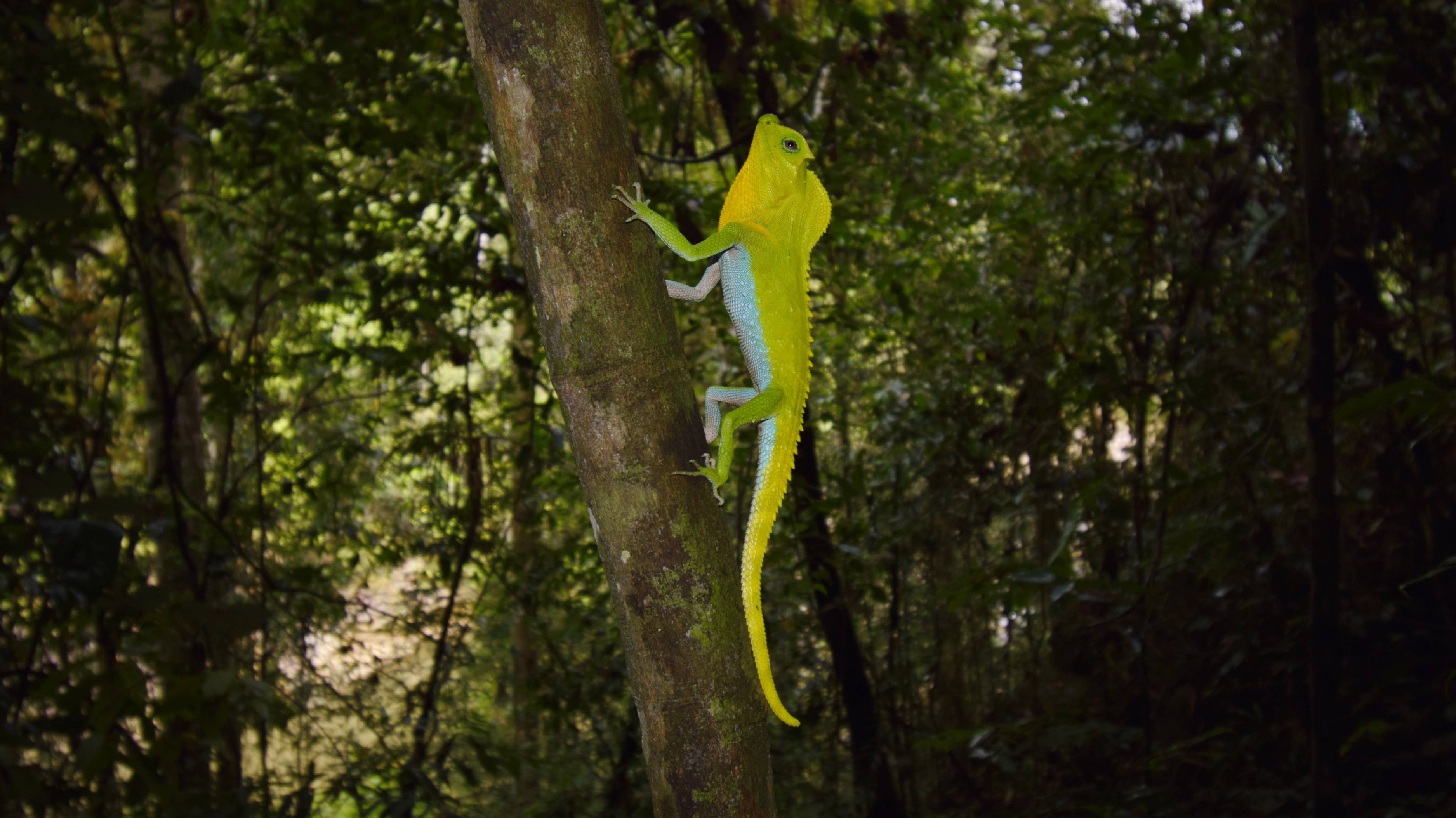 Экскурсия по тропическому дождевому лесу на Цейлоне