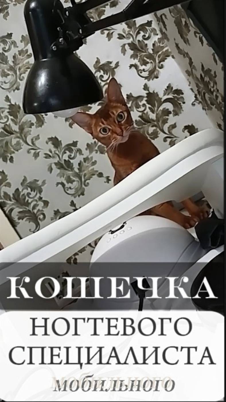 Кошечка Ногтевого Специалиста мобильного 
Аксинья Гаинцева