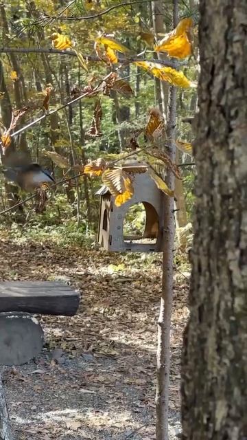 В ботсаду Владивостока сняли ТО, что скрывают орнитологи!