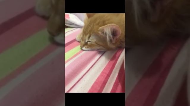 Котёнок спит.