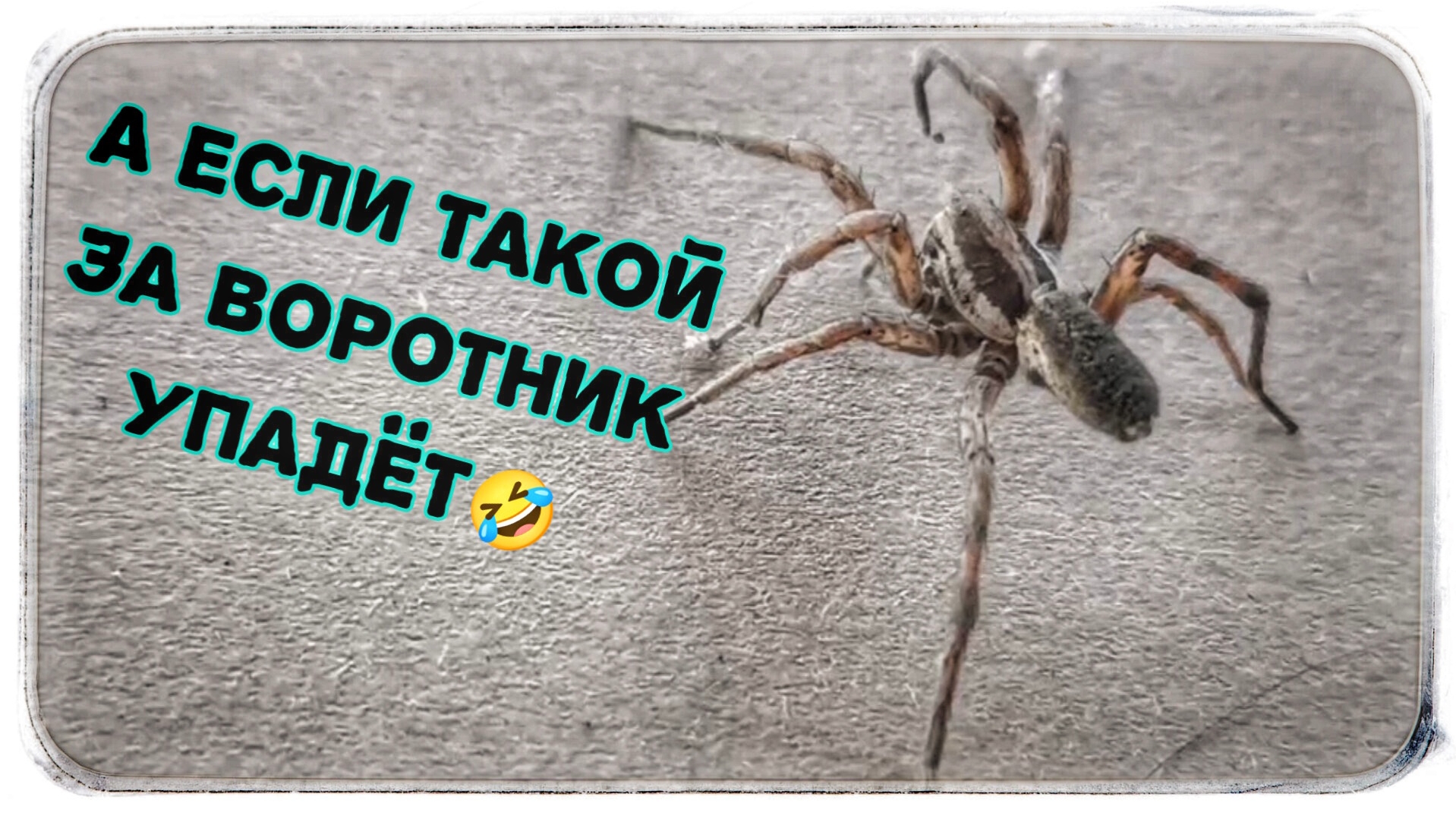 Этот паук просто ходил пешком по магазину!😁😏