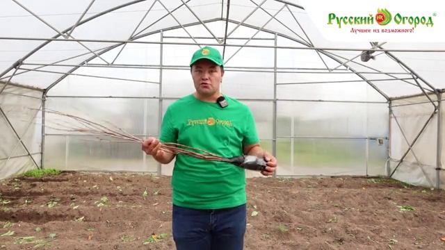 Приобрели саженцы с ОКС, а в вашем регионе уже устойчивые холода? Не страшно!