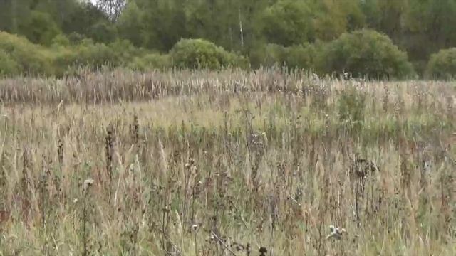 Заблудилась в Купринском лесу. Подберезовики собирали.