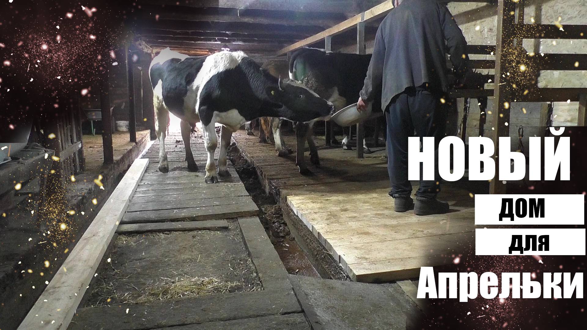 Как перехитрить быка