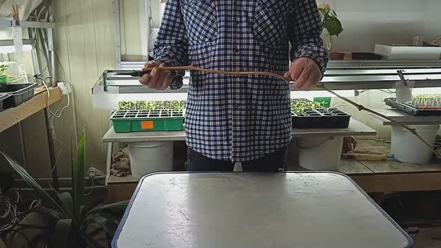 Размножение винограда. Почему три, а не один?