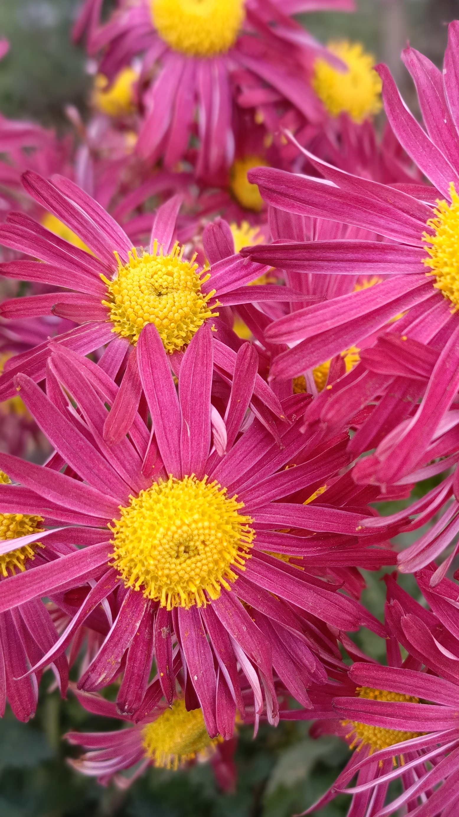 осень, 🍁 последние цветы еще живы, 30.10.2025