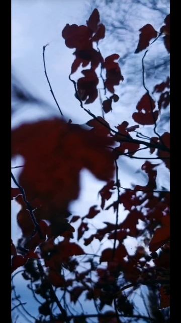 Архитектура и ландшафты | ЛАИР