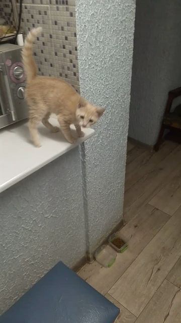 Демурзель ,попрыгушка