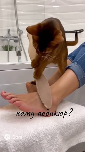 Кото-педикюр ... Старается котейка, только на пятки не попадает😂💥😸 #рек #топ #котики #стиль #спа #пе