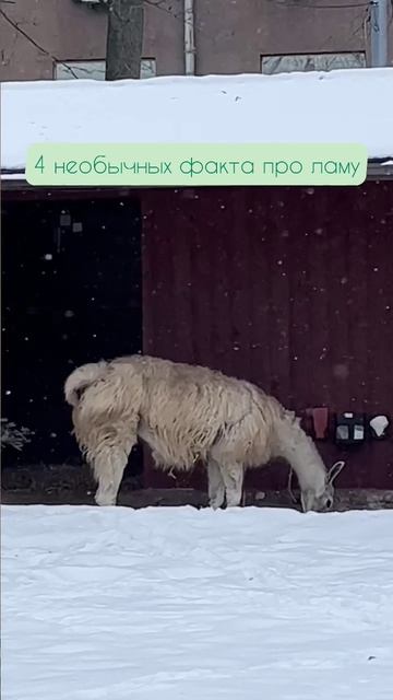 Необычные факты про ламу. Подписывайся и не пропускай факты о животных ;)