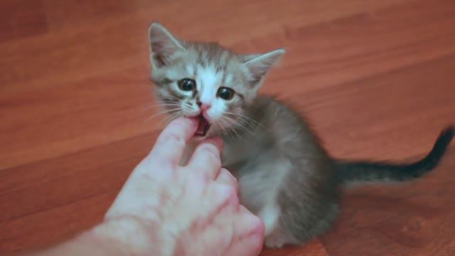 Почём котики?