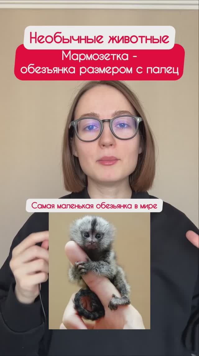 Самая маленькая обезьянка в мире
