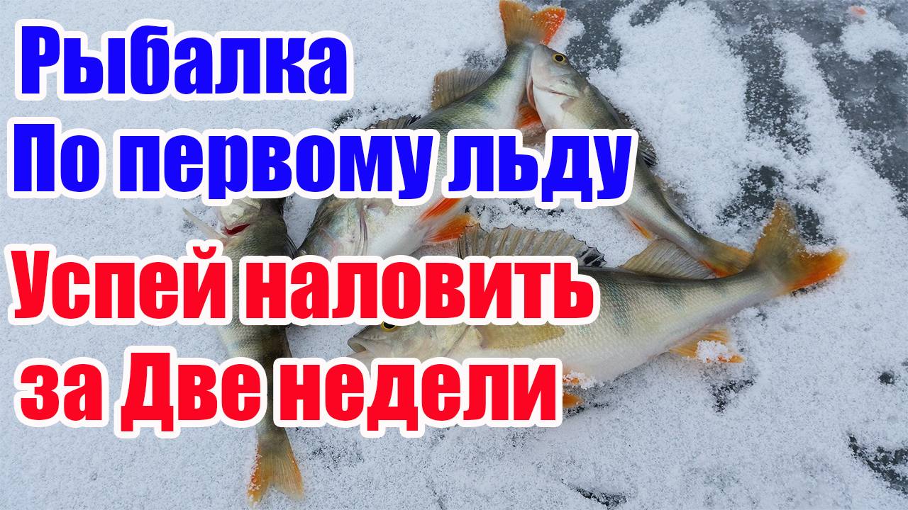 Рыбалка По первому льду Какая рыба клюёт Где искать рыбу На что ловить