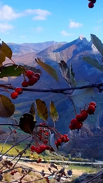 Горный боярышник. Золотая осень в горах.