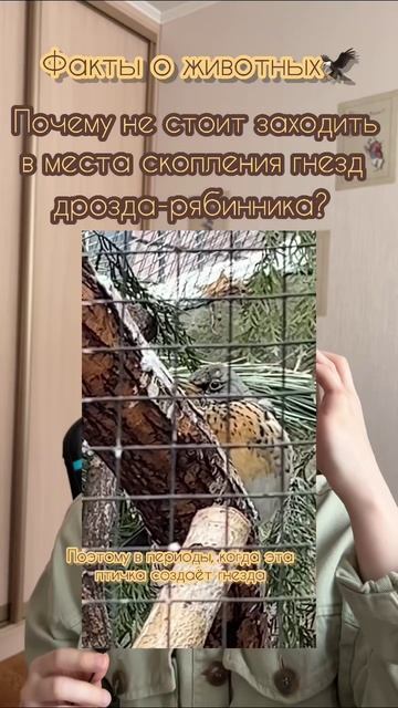 Насколько агрессивен скворец обыкновенный?) Подписывайся, скучно не будет:)