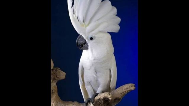 История о Белом Генерале и грешном попугае.