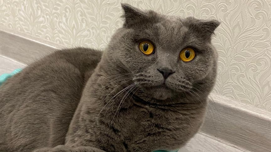 Мои видео AI 2.Мой кот странно кричит.