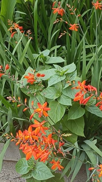 Июльские цветы в Кобулети (Грузия) 13.07.2025