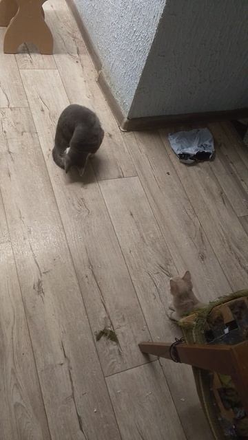 Демурзель знакомится со старшей Кошкой ❤️🔥