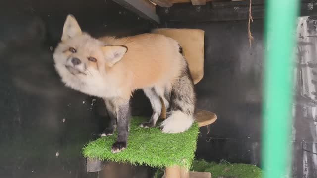 лисичка обыкновенная #уралиса