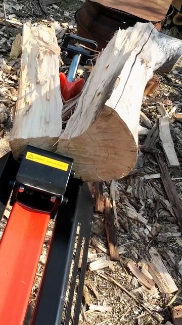 Волосатый вяз.  Не хватает масла.  Колоть топором или гидравлическим дровоколом Brait BLS525?