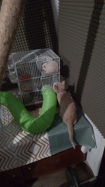 Демурзель знакомство с Крысом 😍