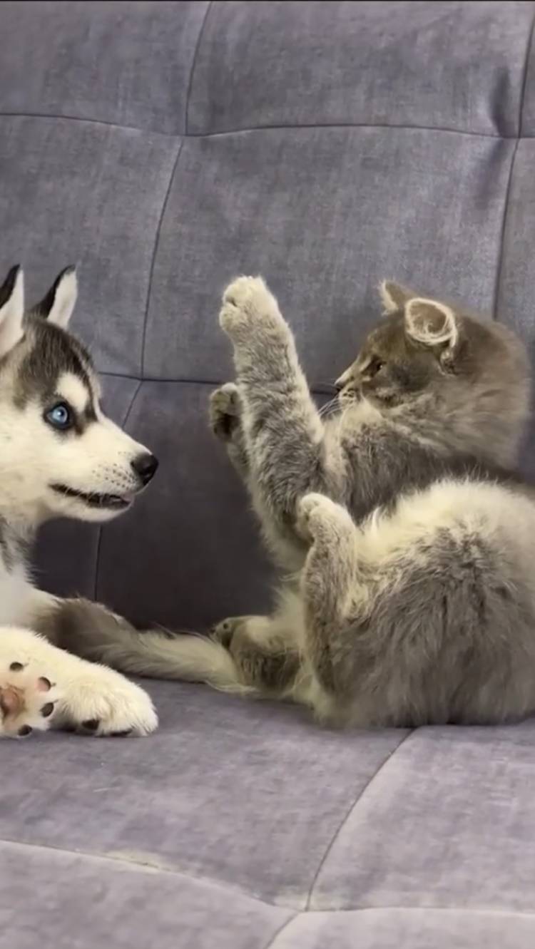 Знакомство юных милашек #Котята #Щенята #Милые котики