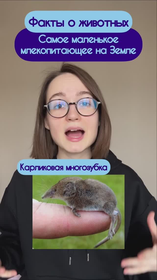 Самое маленькое млекопитающее на Земле