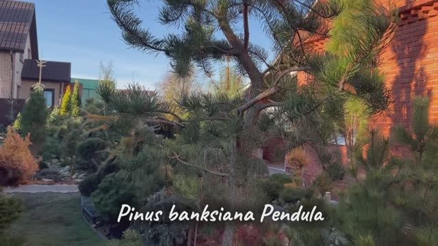 Pinus banksiana Pendula