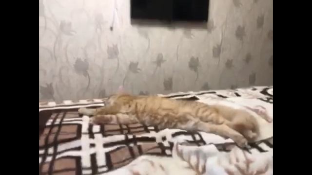 Кот Мурыш умылся.