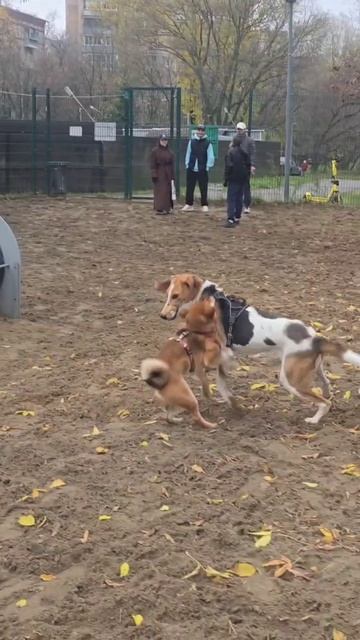 Новый друг Пряника 30-10-2025