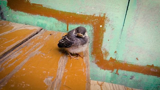 Маленькая птица Воробей! Неожиданная встреча.