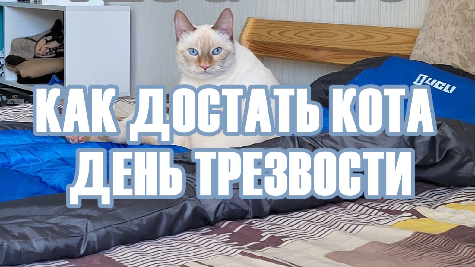 КАК ДОСТАТЬ КОТА\ДЕНЬ ТРЕЗВОСТИ