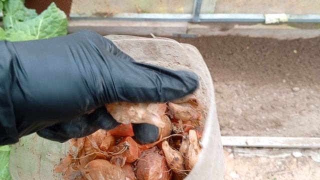 ПОСАДИЛА ЛУК 🧅 под зиму ❄️